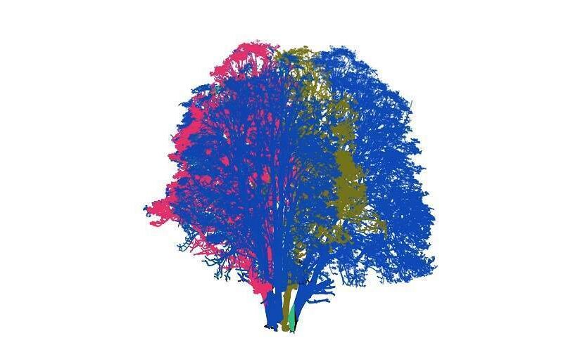 Urban trees: the key to liveable and sustainable future cities - Verdict