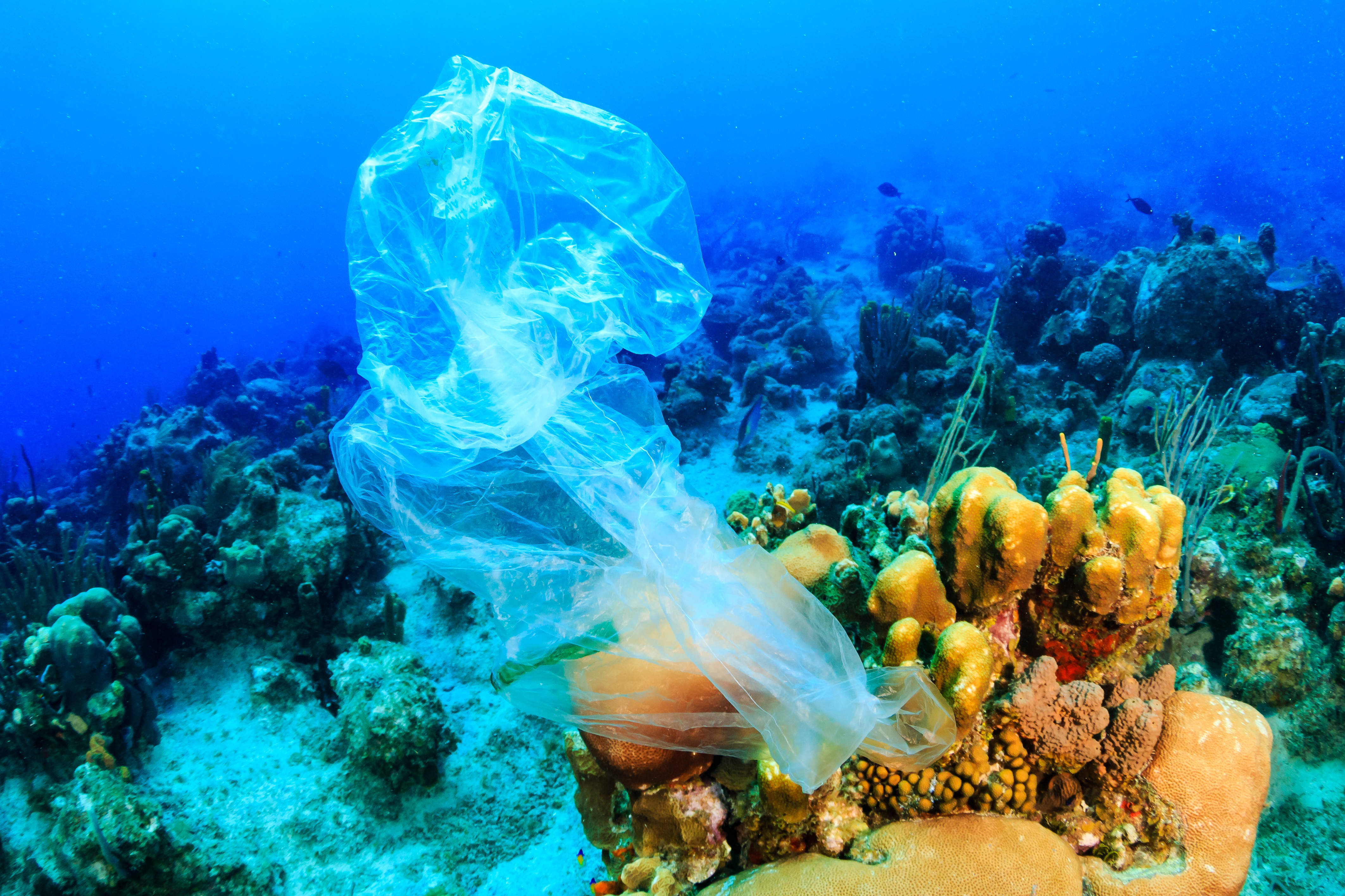 World Oceans Day How One Startup Is Fighting Plastic Pollution Verdict