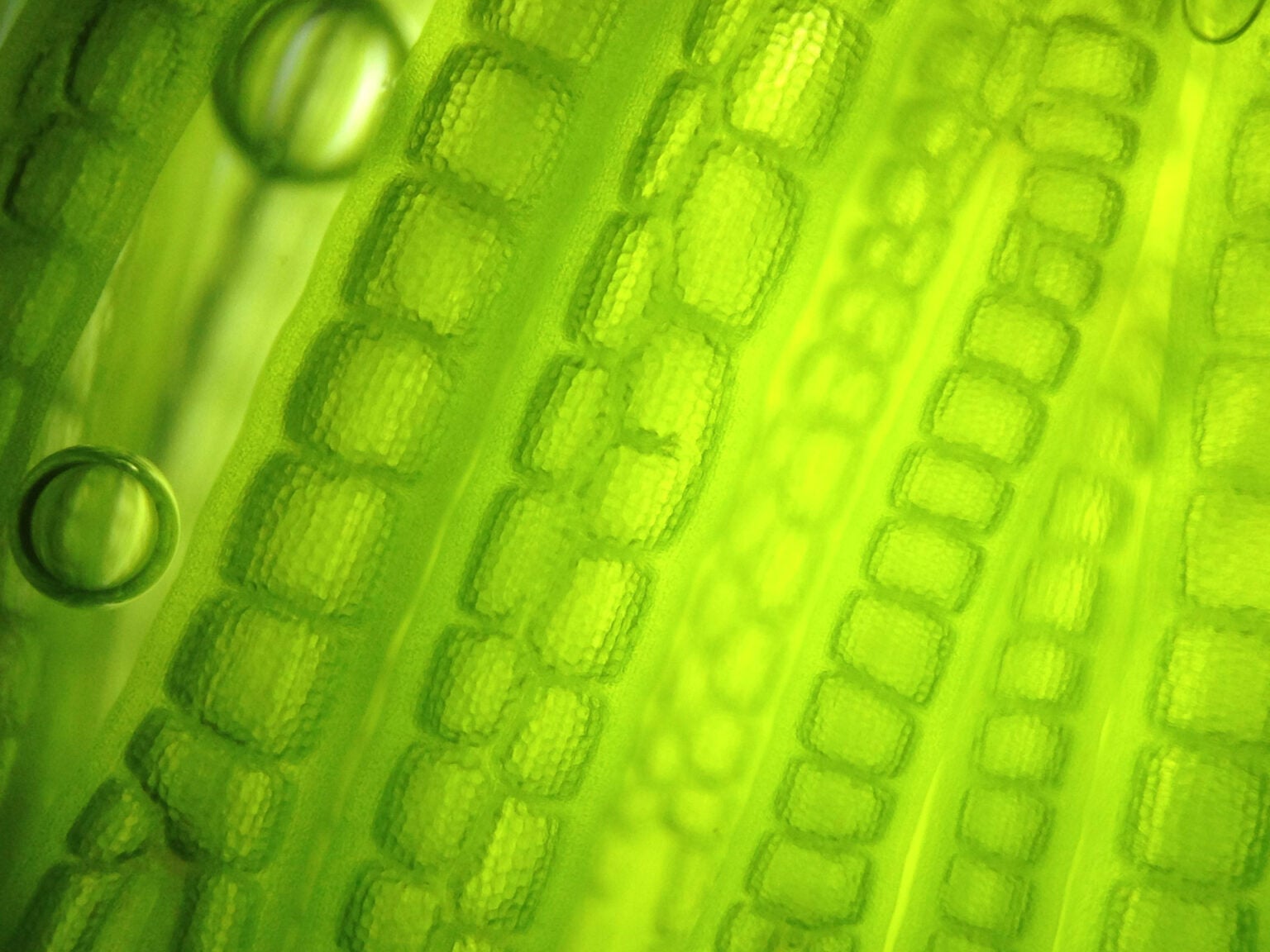 Algae fuel production method a "really important step"