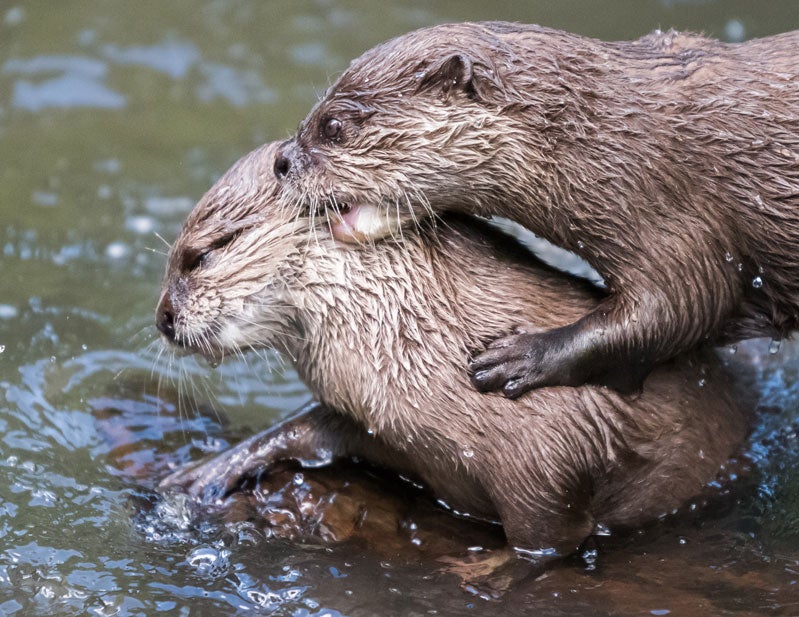 Otter transcribe - warehouserety Otter transcribe - warehouserety